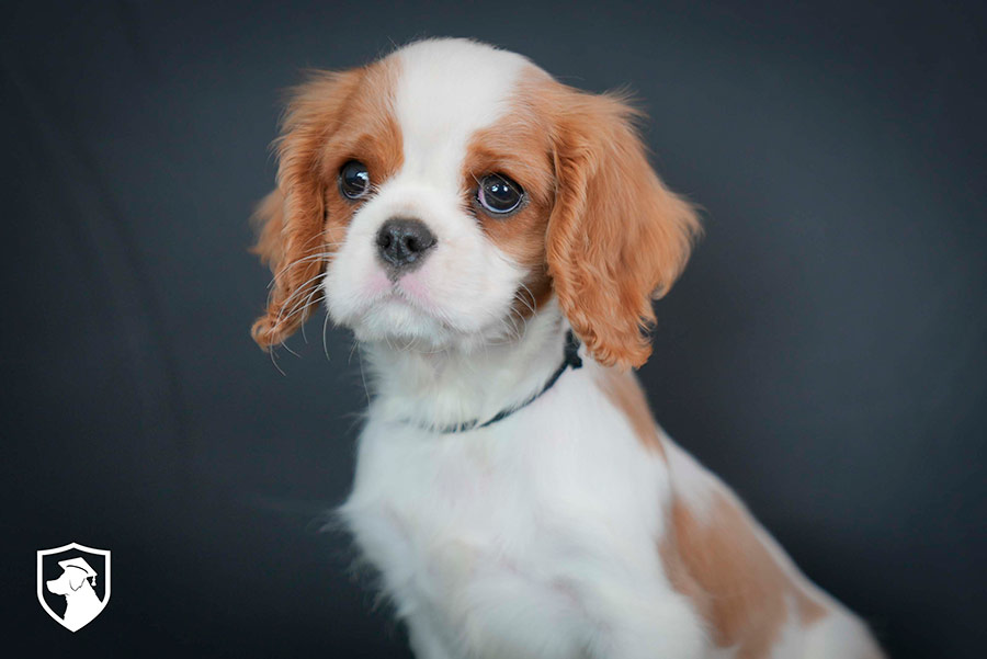 For Adoption! "Scooter" - Small Adult Cavalier Boy from Massah ...