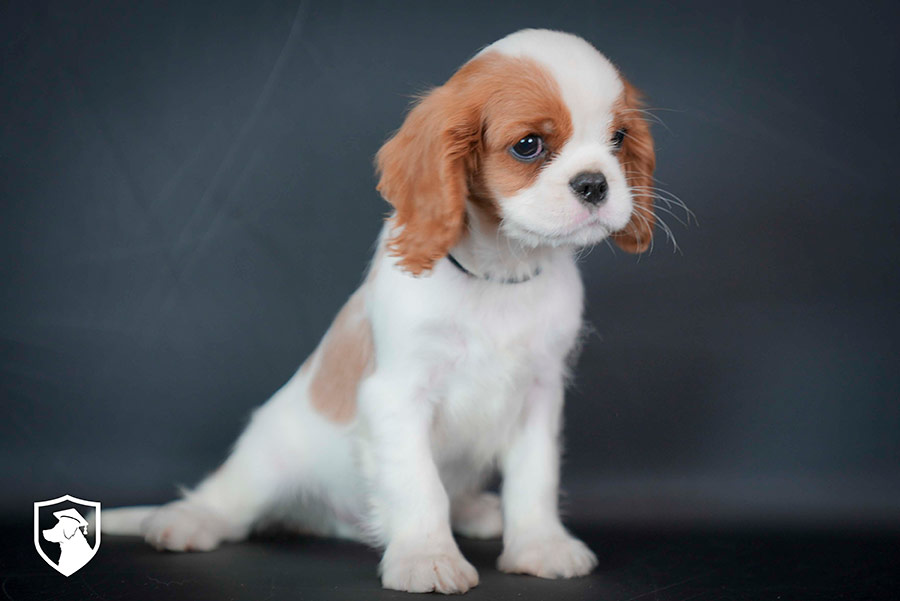 For Adoption! "Scooter" - Small Adult Cavalier Boy from Massah ...