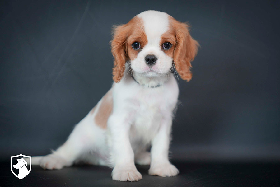 For Adoption! "Scooter" - Small Adult Cavalier Boy from Massah ...