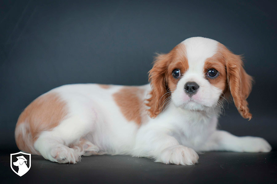 For Adoption! "Scooter" - Small Adult Cavalier Boy from Massah ...