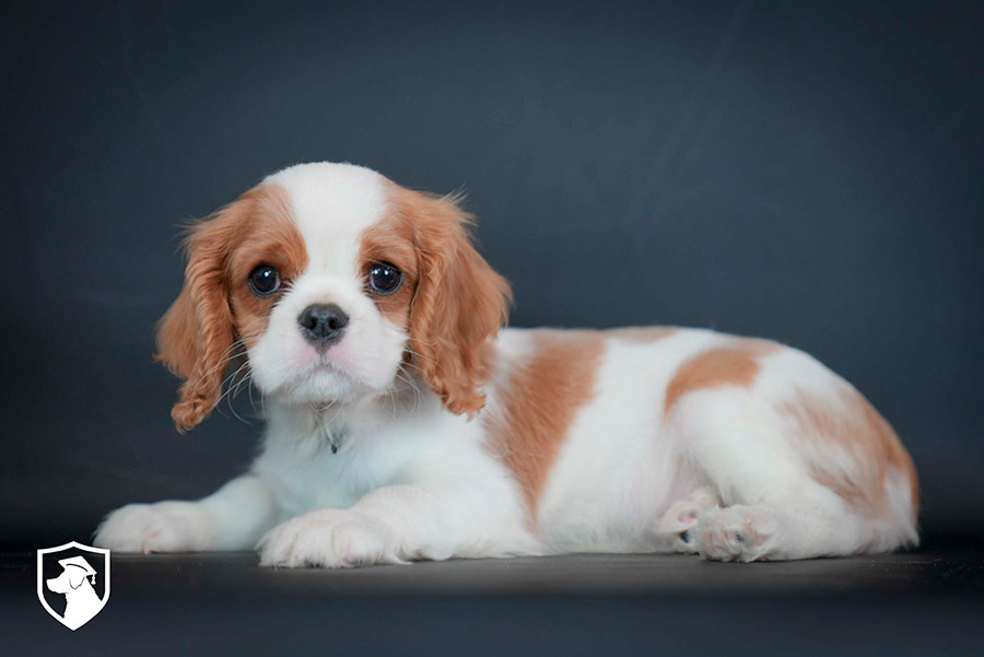 For Adoption! "Scooter" - Small Adult Cavalier Boy from Massah ...