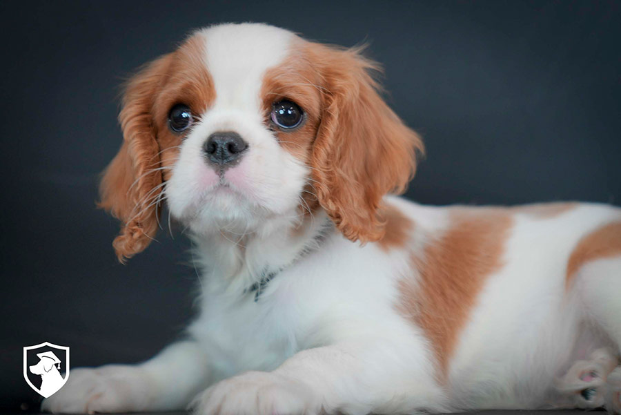 For Adoption! "Scooter" - Small Adult Cavalier Boy from Massah ...