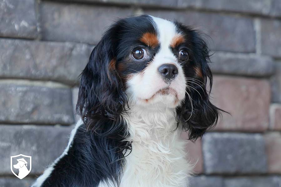 For Adoption! "Riley" - Tri-Color Cavalier Boy from Felicity ...