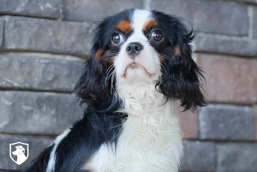 For Adoption! "Riley" - Tri-Color Cavalier Boy from Felicity ...