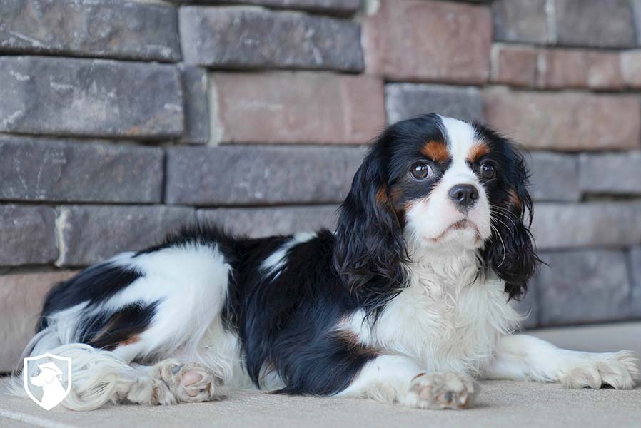 For Adoption! "Riley" - Tri-Color Cavalier Boy from Felicity ...
