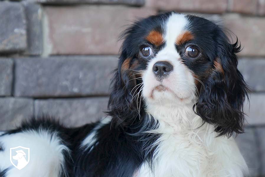 For Adoption! "Riley" - Tri-Color Cavalier Boy from Felicity ...
