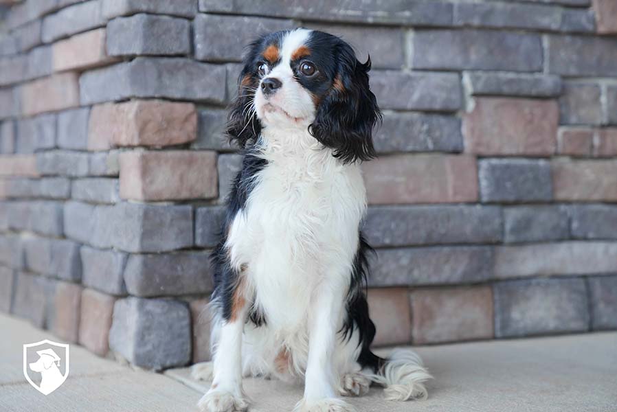 For Adoption! "Riley" - Tri-Color Cavalier Boy from Felicity ...
