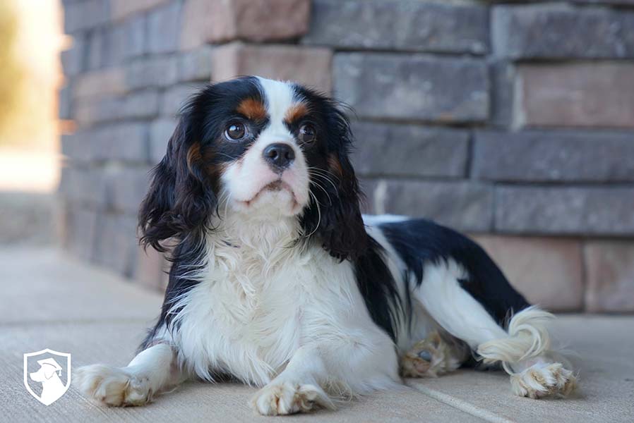 For Adoption! "Riley" - Tri-Color Cavalier Boy from Felicity ...